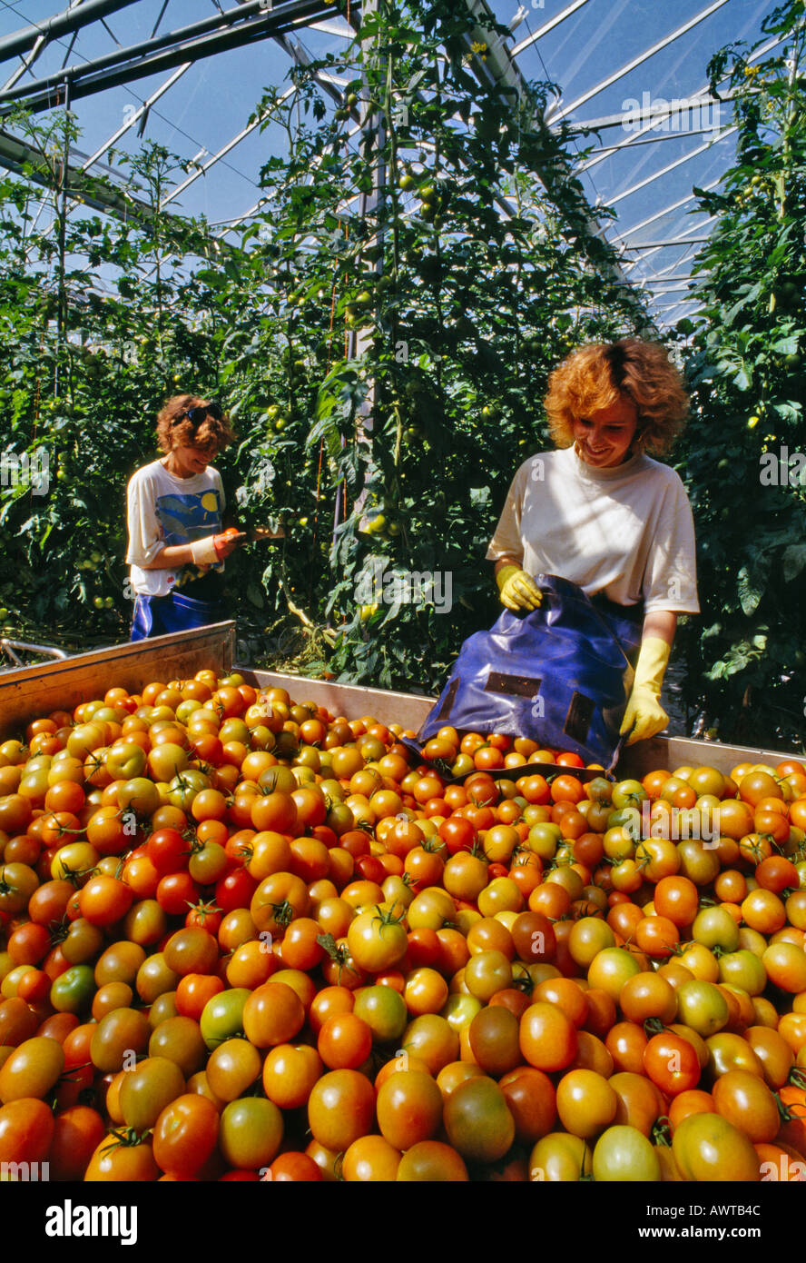 TOMATO CROP BEING LOADED INTO TRAILER AT COMMERCIAL GREENHOUSE Stock ...