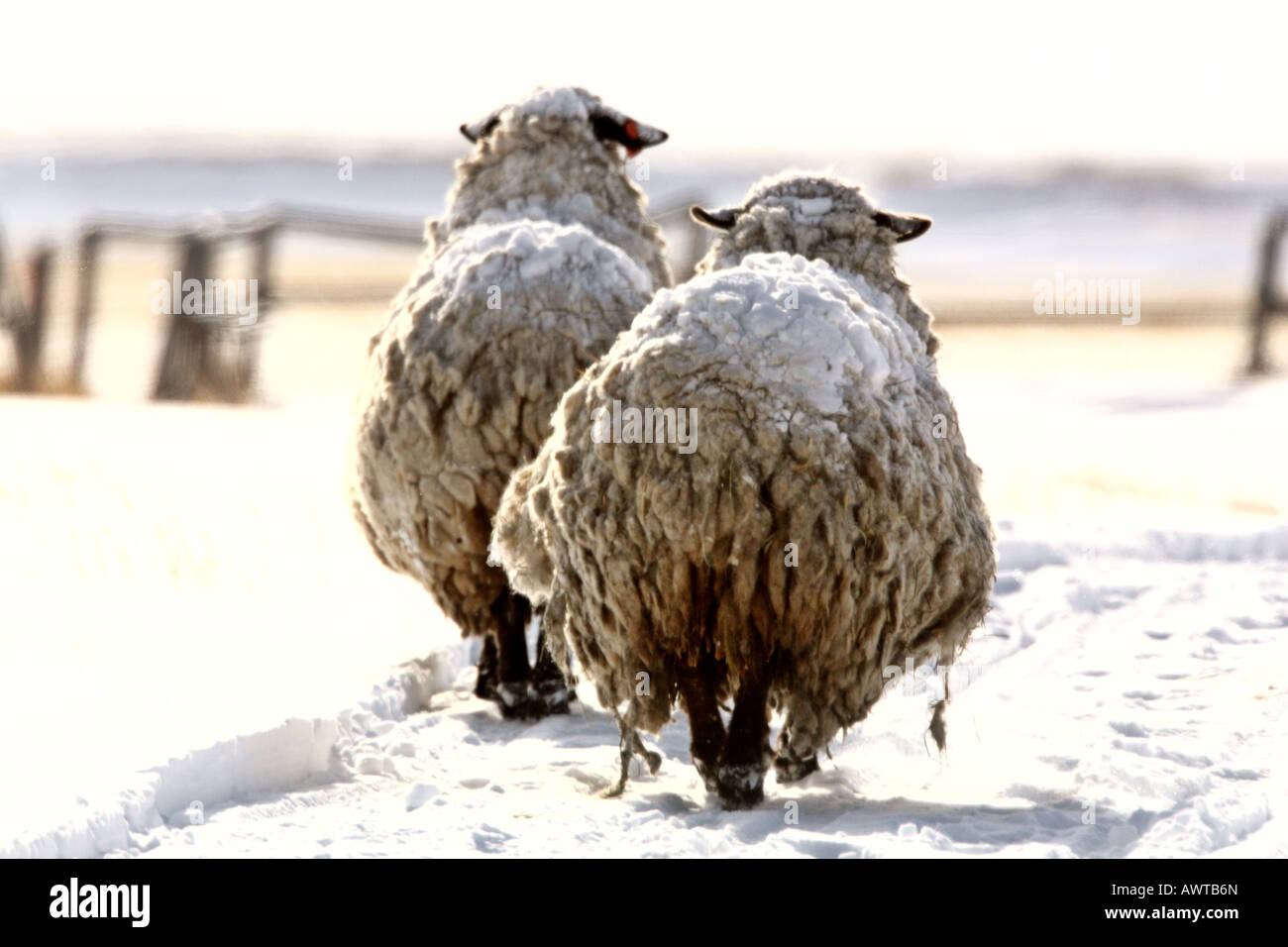 Snow sheep hi-res stock photography and images - Alamy