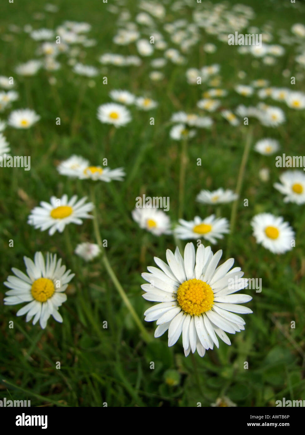 Uk yellow dasies hi-res stock photography and images - Alamy