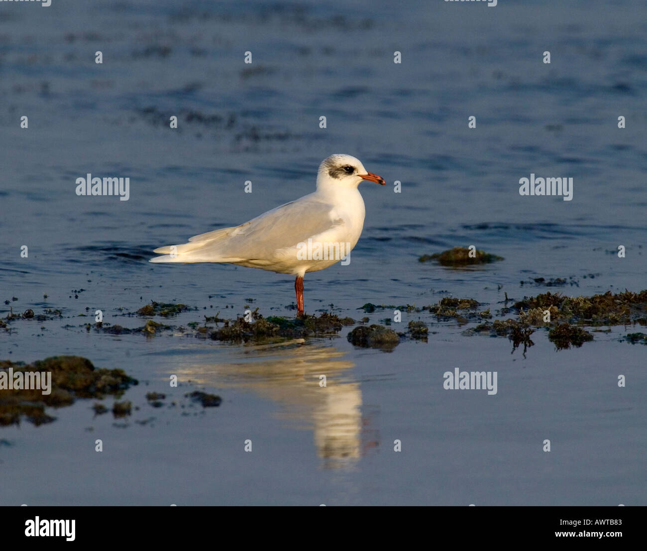 Breeding plumage mediterranean gull hi-res stock photography and images ...