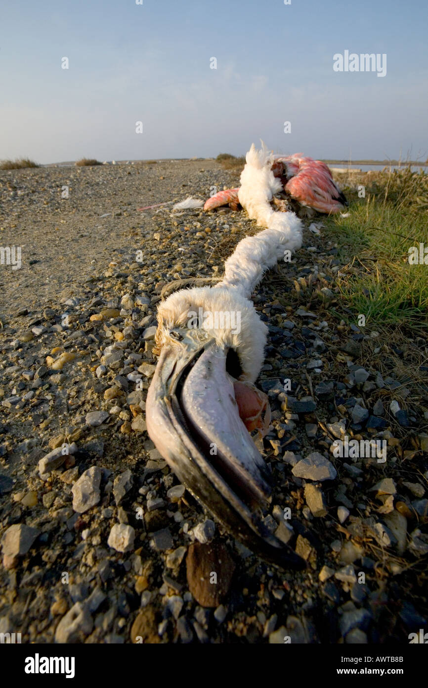 dead Greater Flamingo Phoenicopterus ruber Greece Stock Photo - Alamy