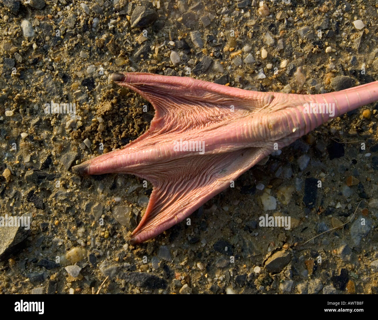 Webbed feet hi-res stock photography and images - Alamy