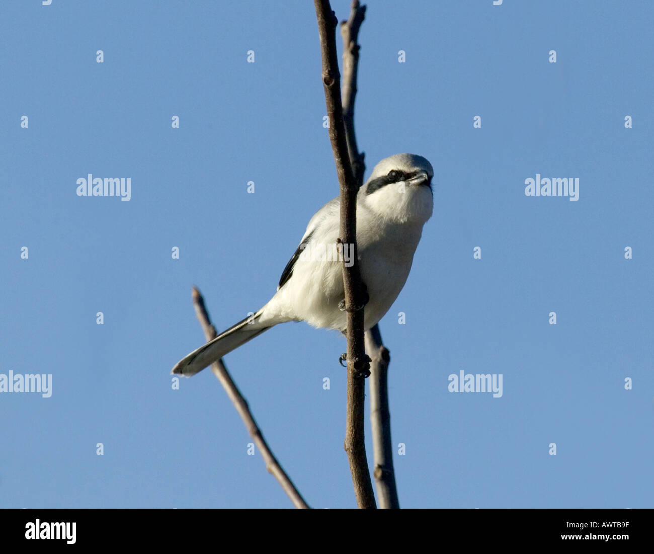Great Grey Shrike Lanius excubitor Greece winter Stock Photo - Alamy
