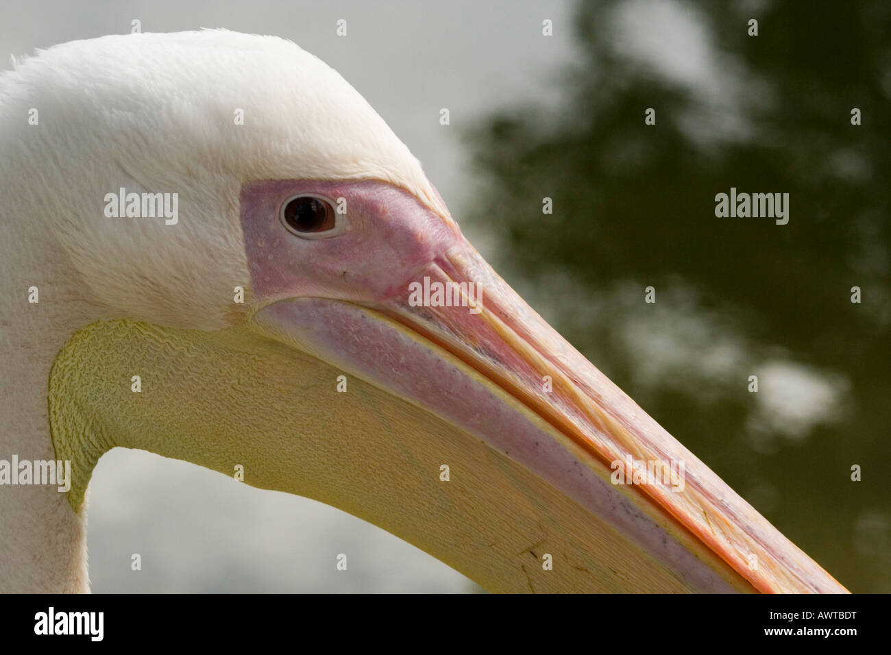Pelican pouch beak hi-res stock photography and images - Alamy