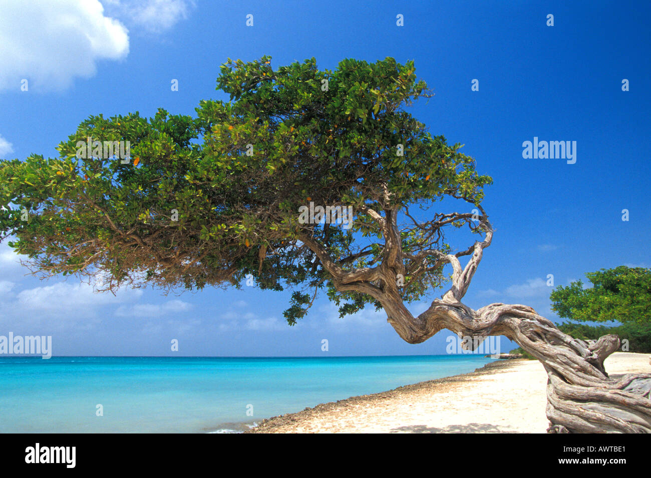 CARIBBEAN Aruba Beach Divi Divi Tree side view with sparkling water in ...