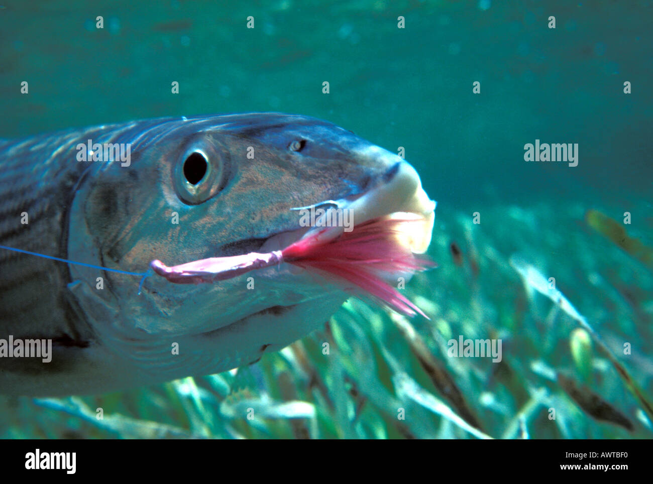 Bonefish underwater hi-res stock photography and images - Alamy