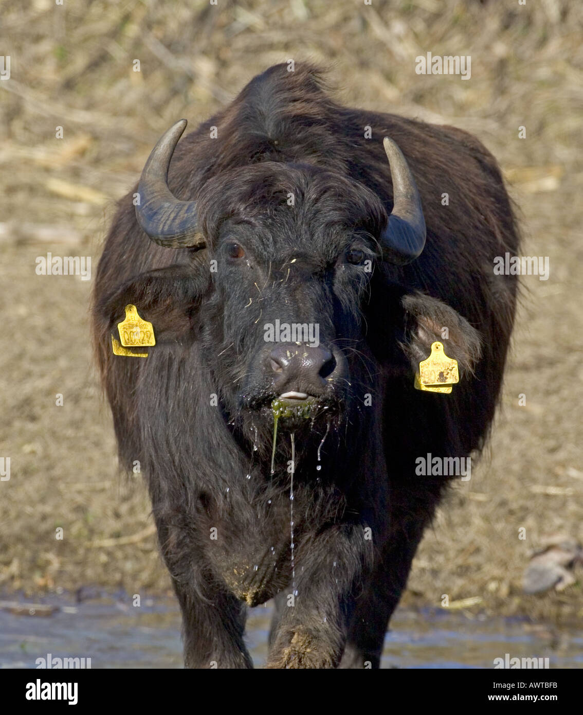Kerkini lake buffalo hi-res stock photography and images - Alamy