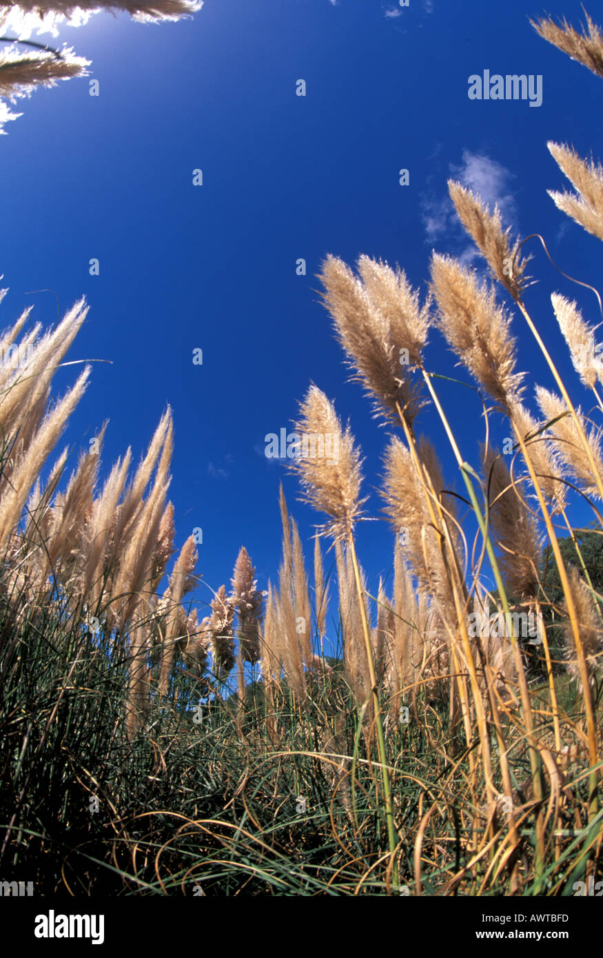 Pampas Grassland South America