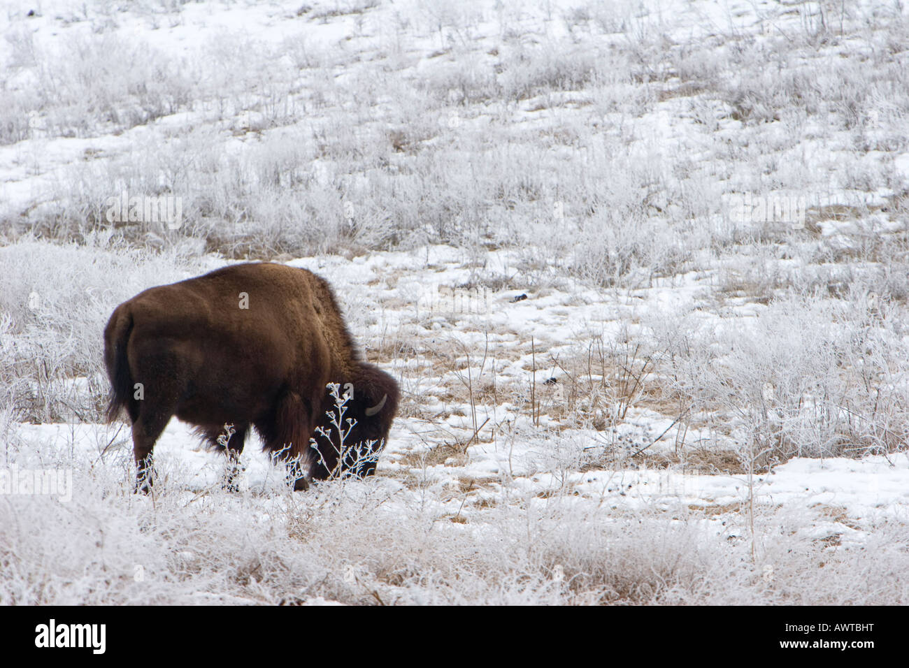 Pioneers park lincoln nebraska hi-res stock photography and images - Alamy