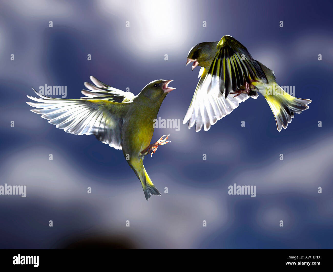 verdier FINCHES Carduelis chloris fighting EUROPE AV0P BACKLIT BIRD ...