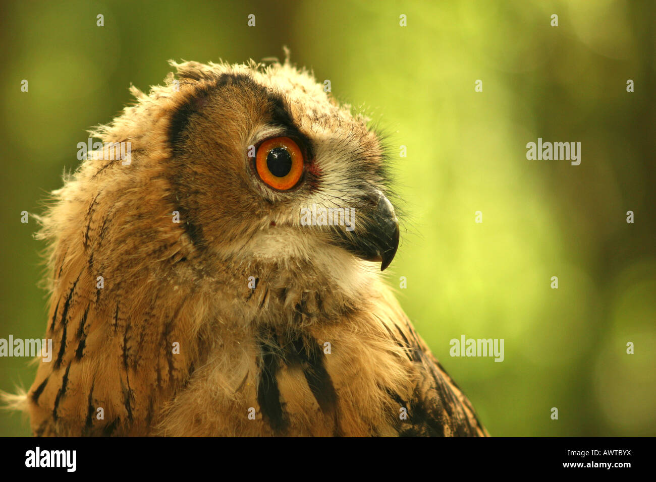 Gufo hi-res stock photography and images - Alamy