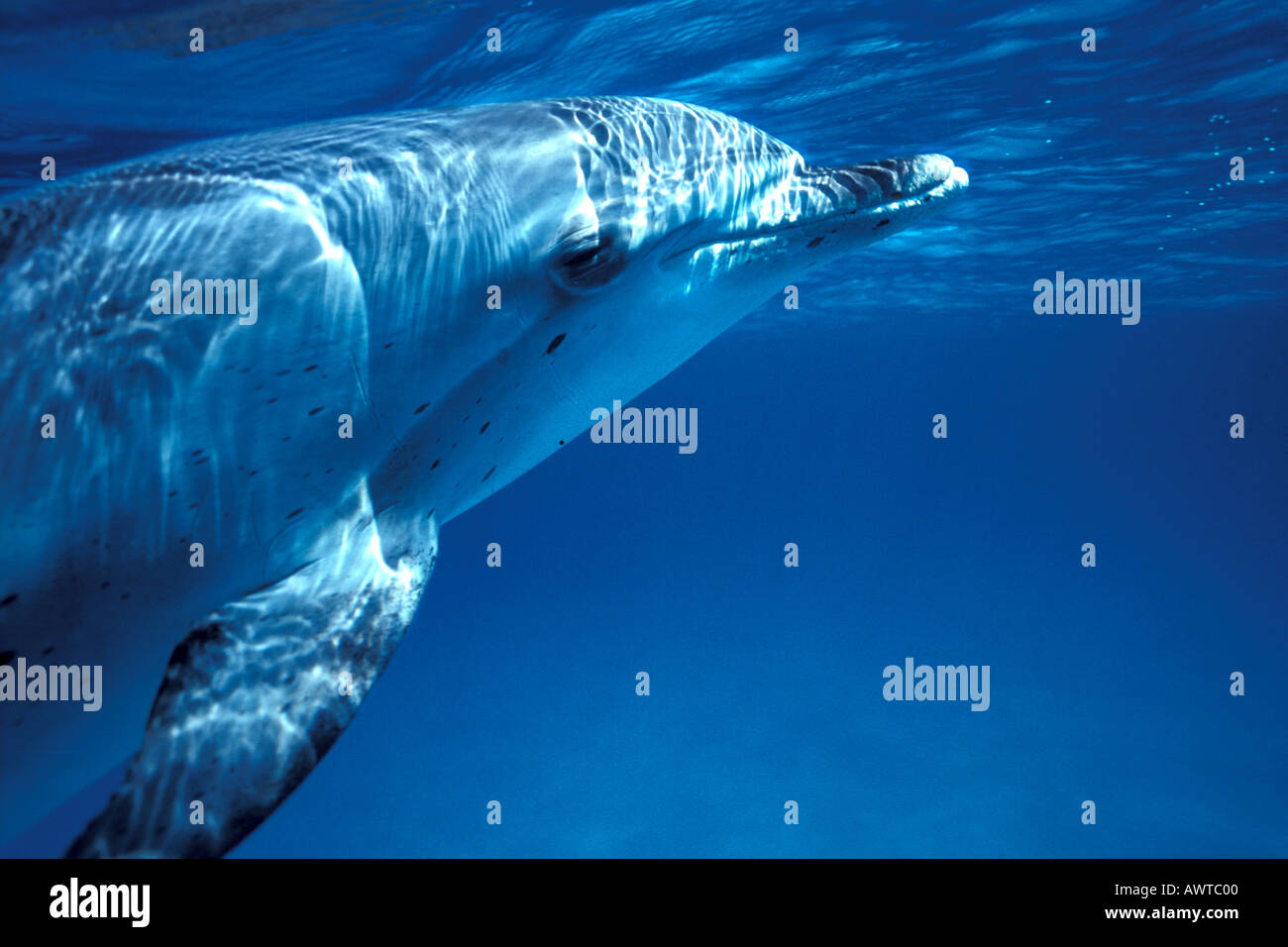 Spotted Dolphin Underwater side profile animal smiling Stock Photo - Alamy