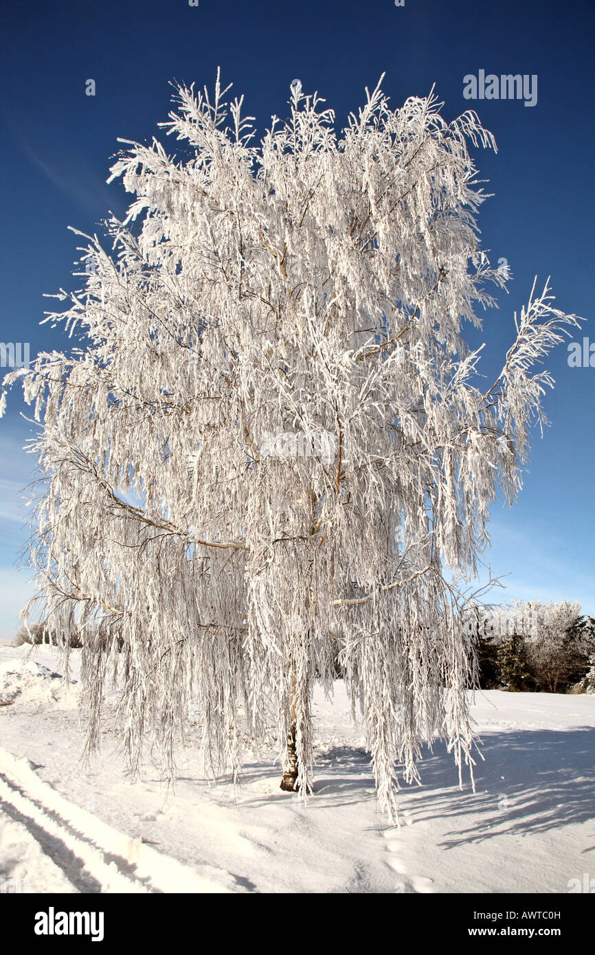 Heavy frost on tree Stock Photo - Alamy