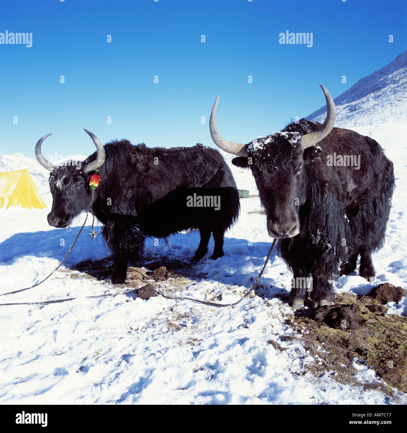 Family of yaks hi-res stock photography and images - Alamy