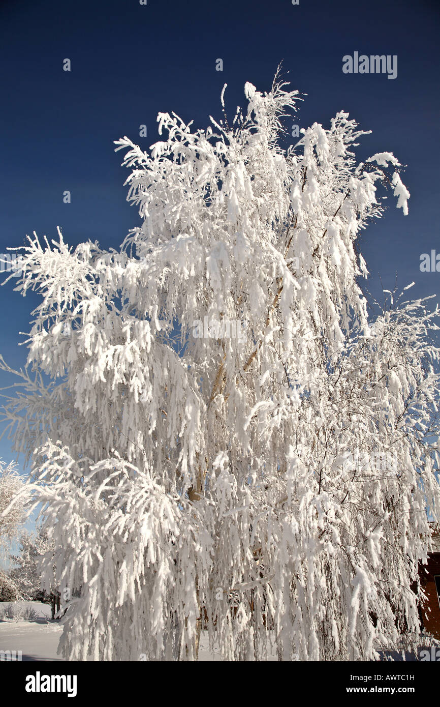 Heavy frost on tree Stock Photo - Alamy