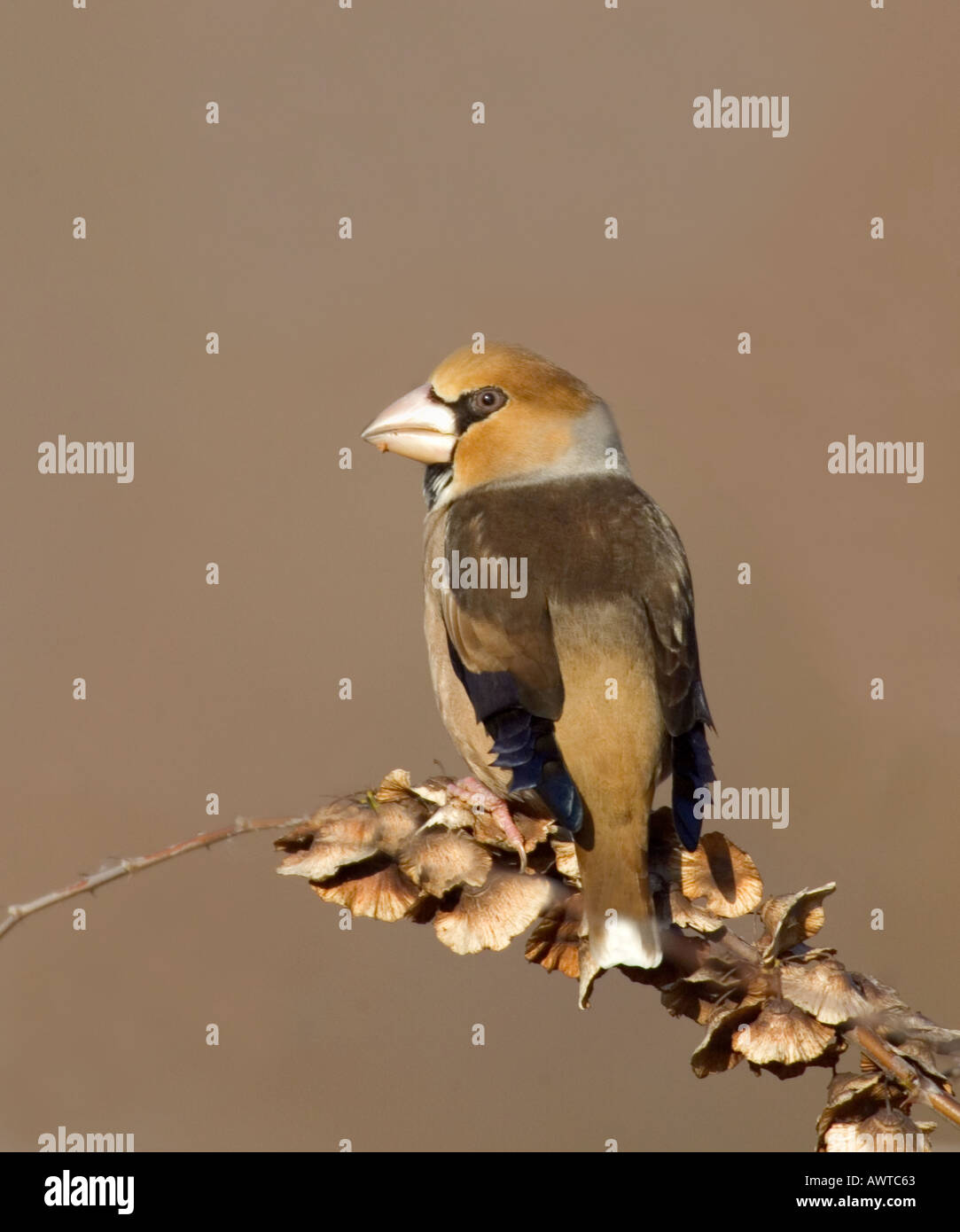 Coccothrautes hi-res stock photography and images - Alamy