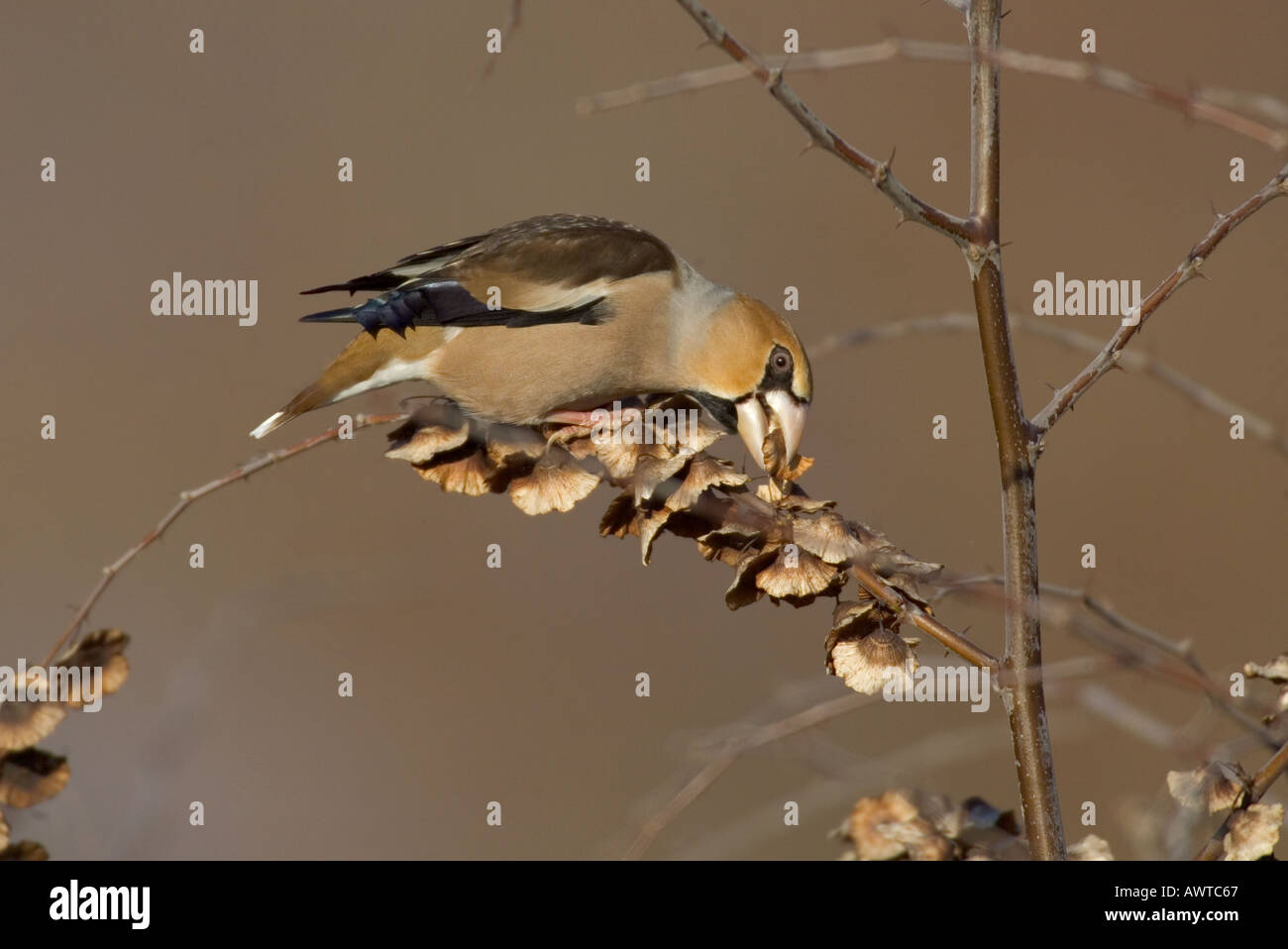 Finch arboretum hi-res stock photography and images - Alamy