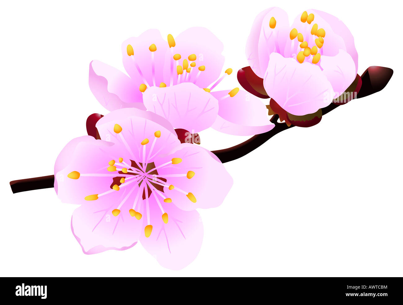 Blossoming twig of spring fruit tree isolated on white (rasterize from ...