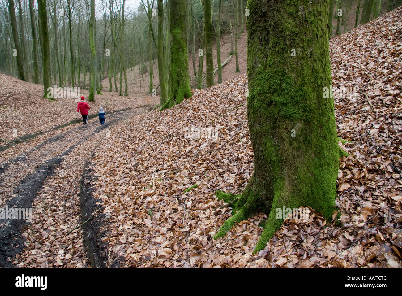 People go for a walk in forest Stock Photo - Alamy