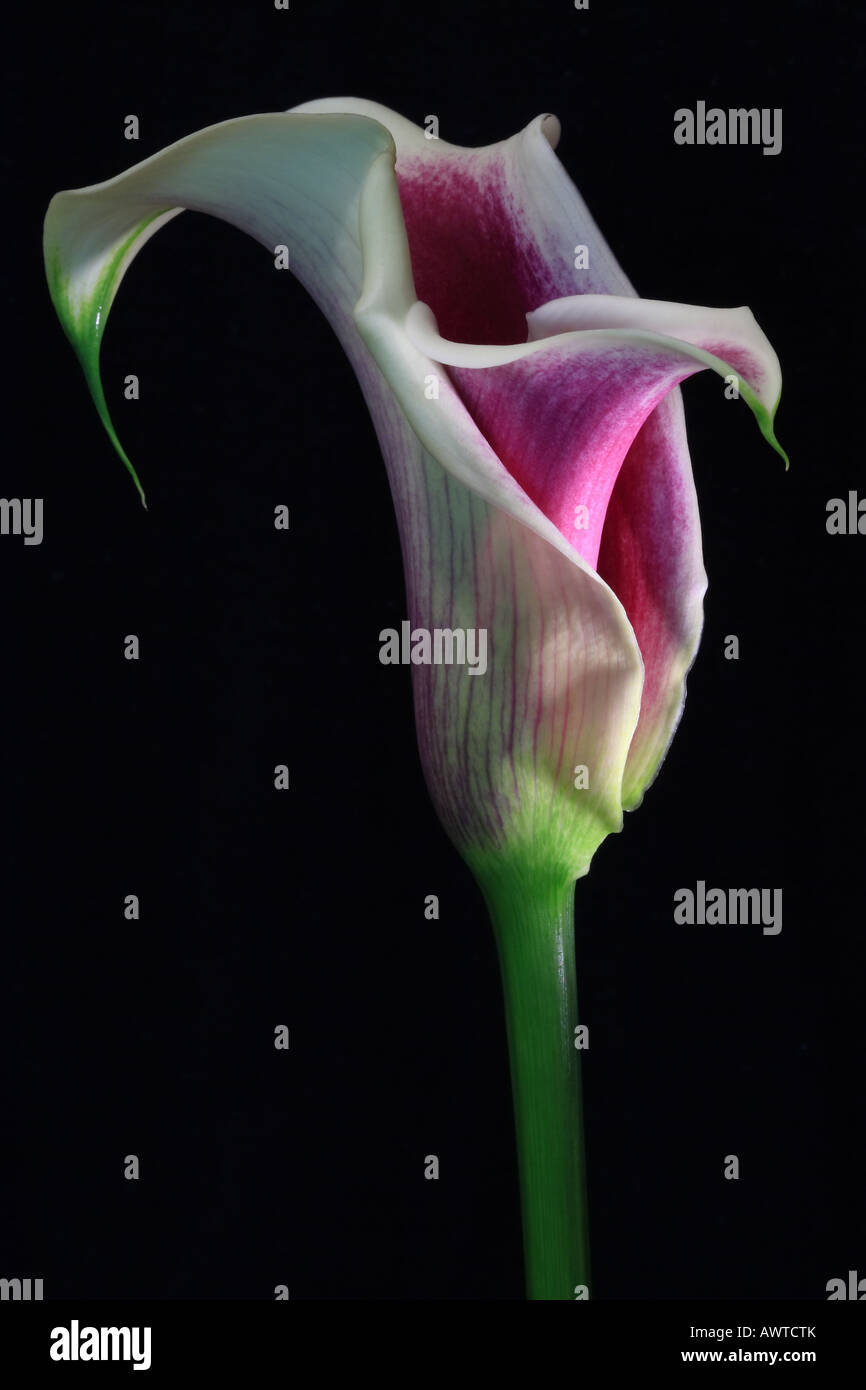 Zantedeschia black art calla lily hi-res stock photography and images ...