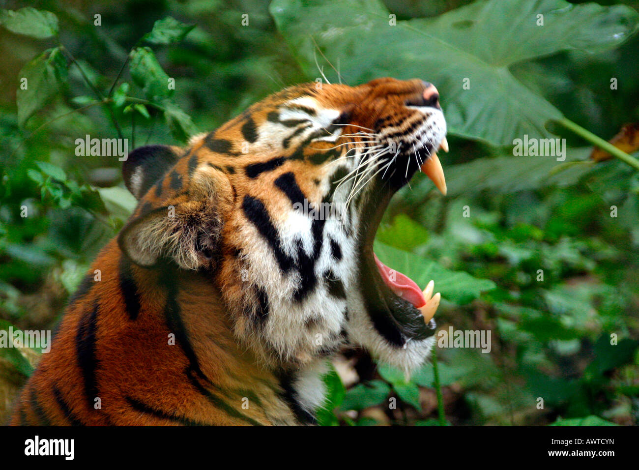 Laos Luang Prabang district Tat Kuang Si orphaned tiger roaring Stock ...