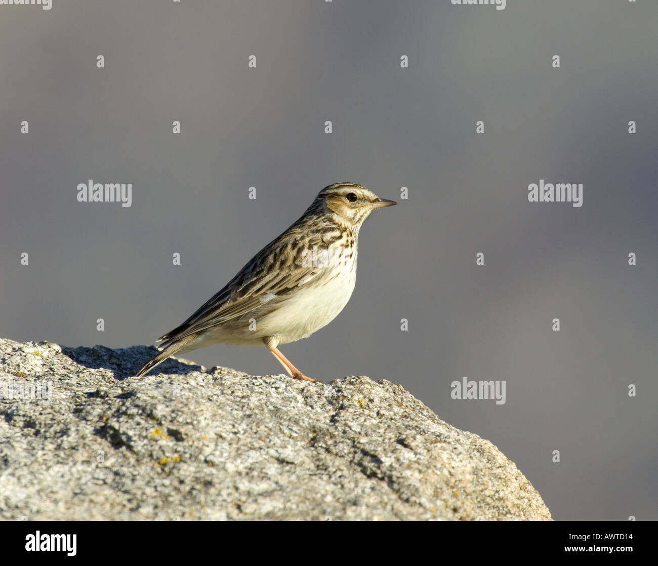 Lark uk singing hi-res stock photography and images - Alamy