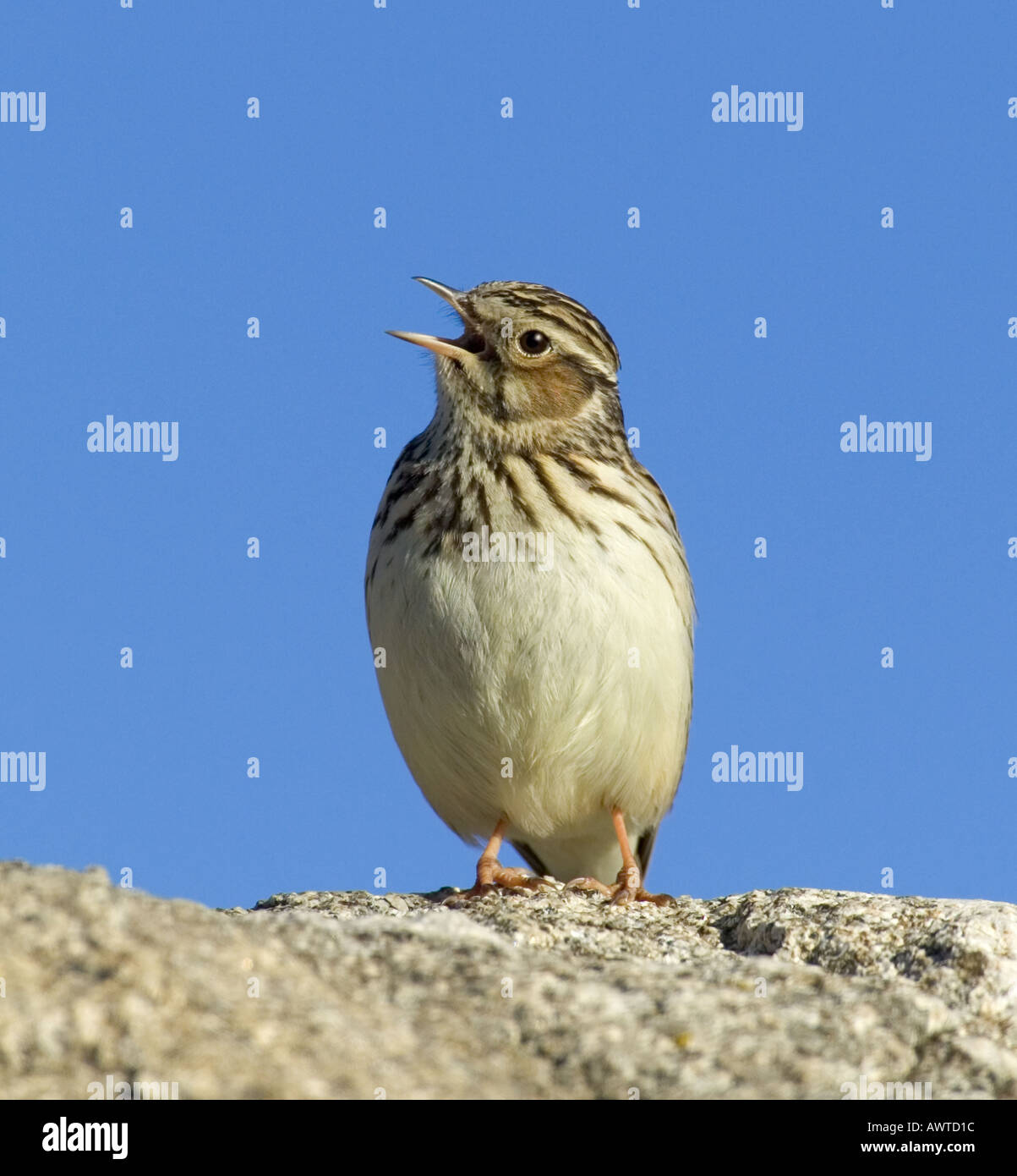 Woodlark uk singing hi-res stock photography and images - Alamy