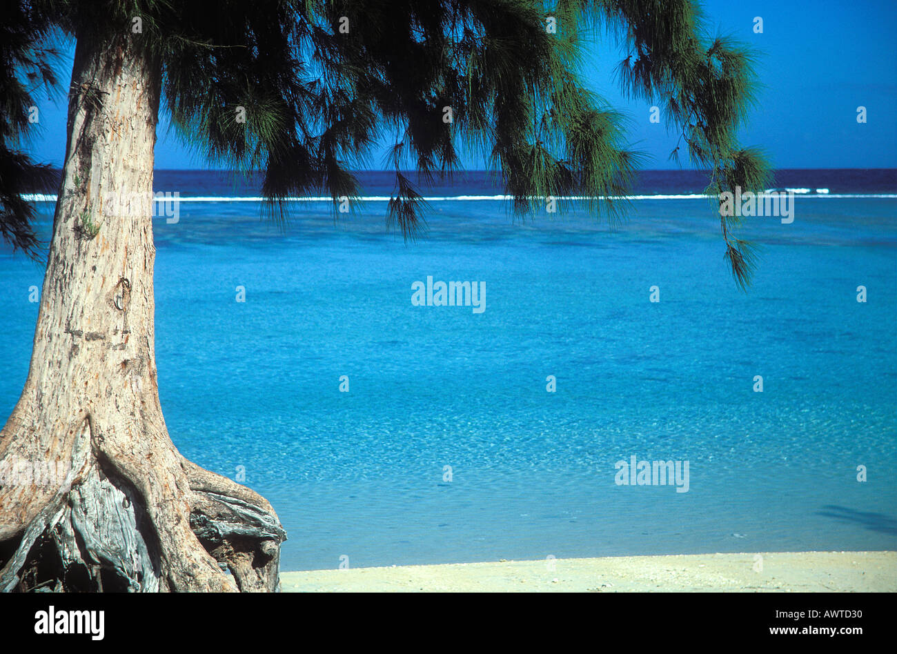 Tree with Lagoon in Reunion Island Stock Photo - Alamy