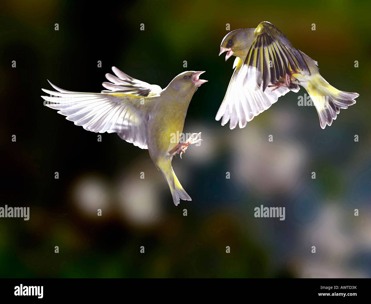 Fighting finches hi-res stock photography and images - Alamy