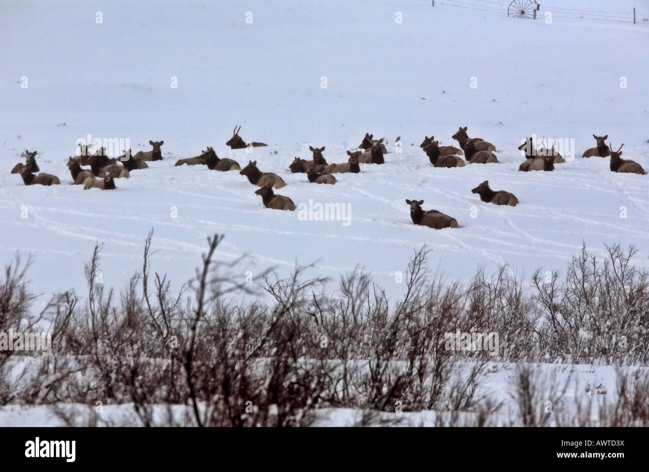 Elk in winter Stock Photo - Alamy