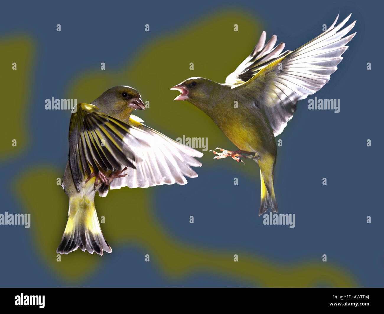 The Finches High Resolution Stock Photography and Images - Alamy