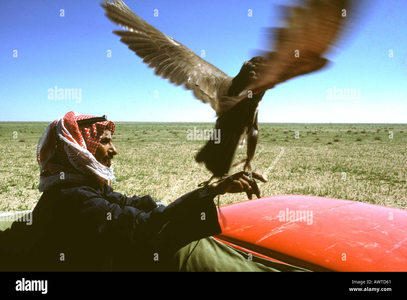 Kuwait. Hunting falcon being launched by a Bedouin from the back of a ...