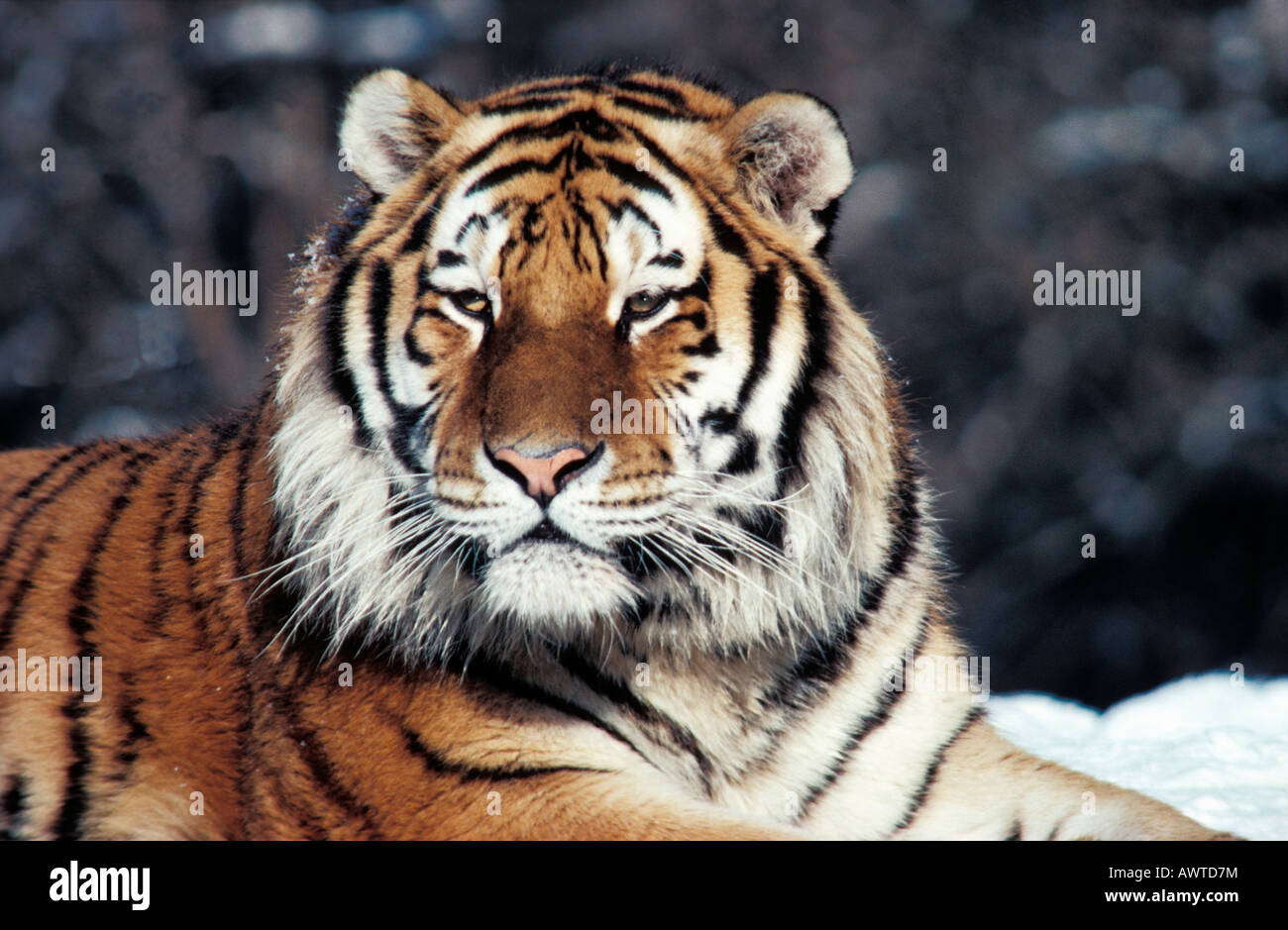 portrait tigre de siberie Siberian Tiger Panthera tigris altaica adult alert animal animal ...