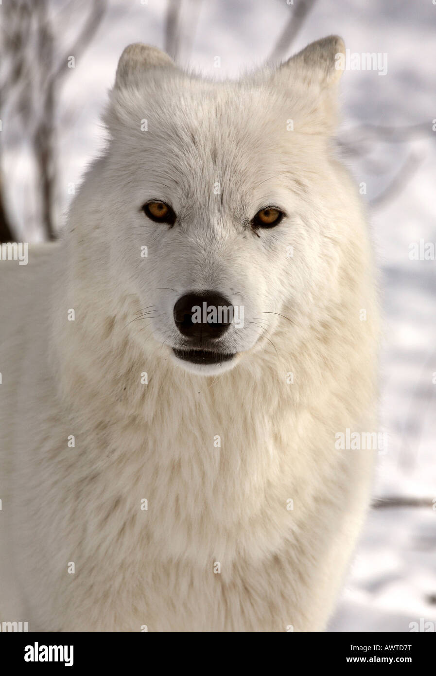 Arctic Wolf in winter Stock Photo - Alamy