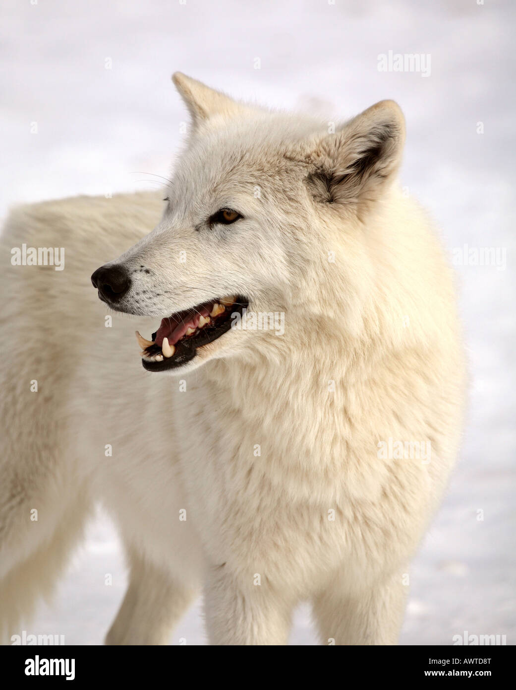 Arctic Wolf in winter Stock Photo - Alamy
