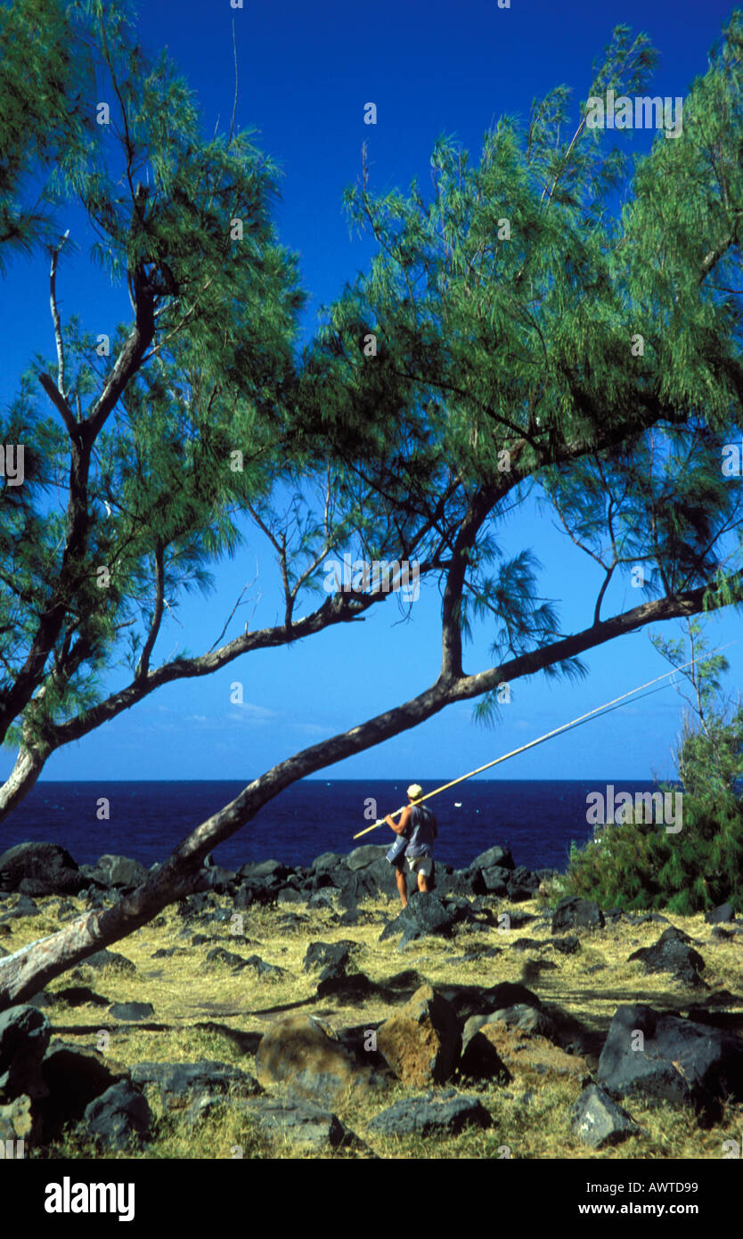 Tree on Coast in Reunion Island Stock Photo - Alamy