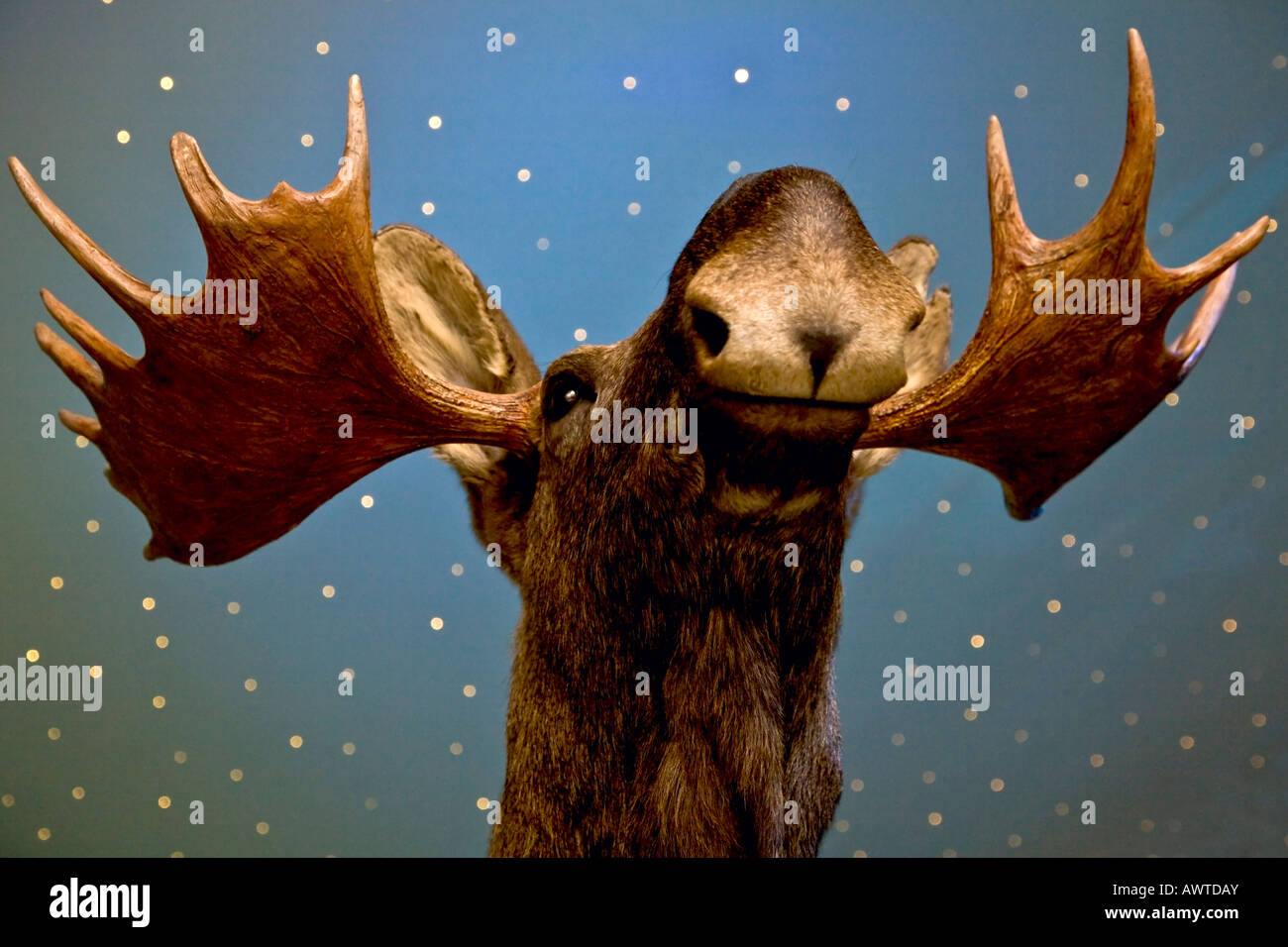 Elk hi-res stock photography and images - Alamy