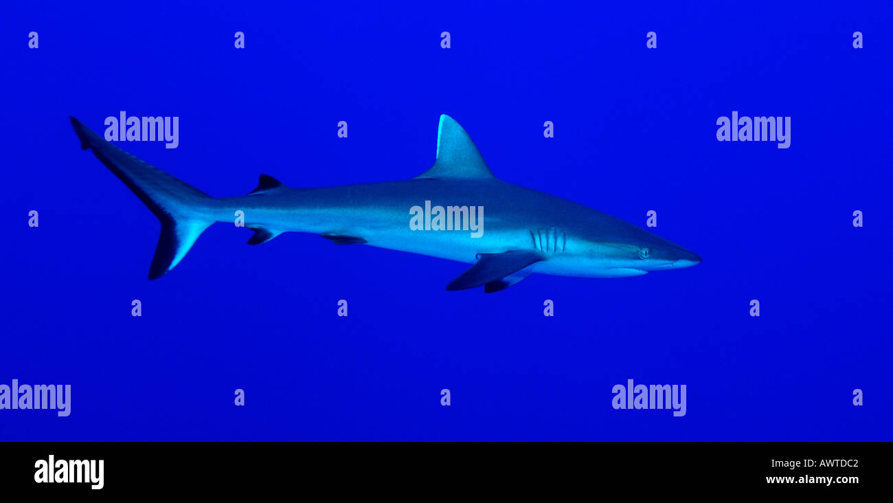 Reef preditor hi-res stock photography and images - Alamy
