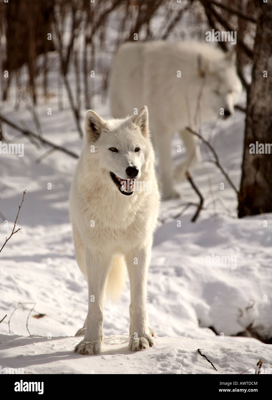 Wolves hi-res stock photography and images - Alamy