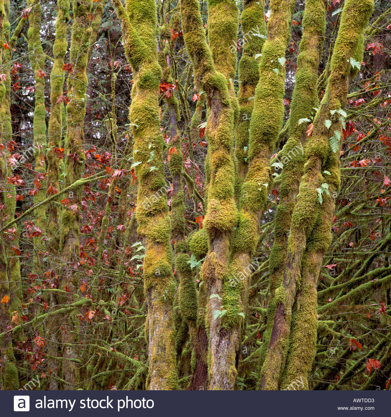 Moss Covered Tree Trunks and Branches in a Temperate Rainforest on the ...