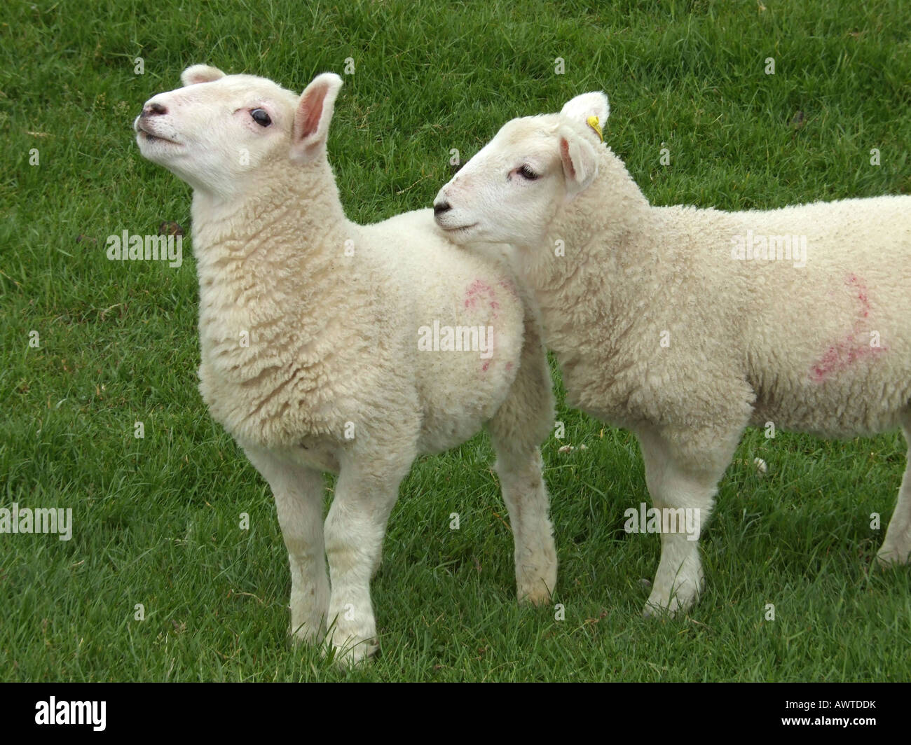 Two white lambs in a field of grass England, UK Stock Photo - Alamy
