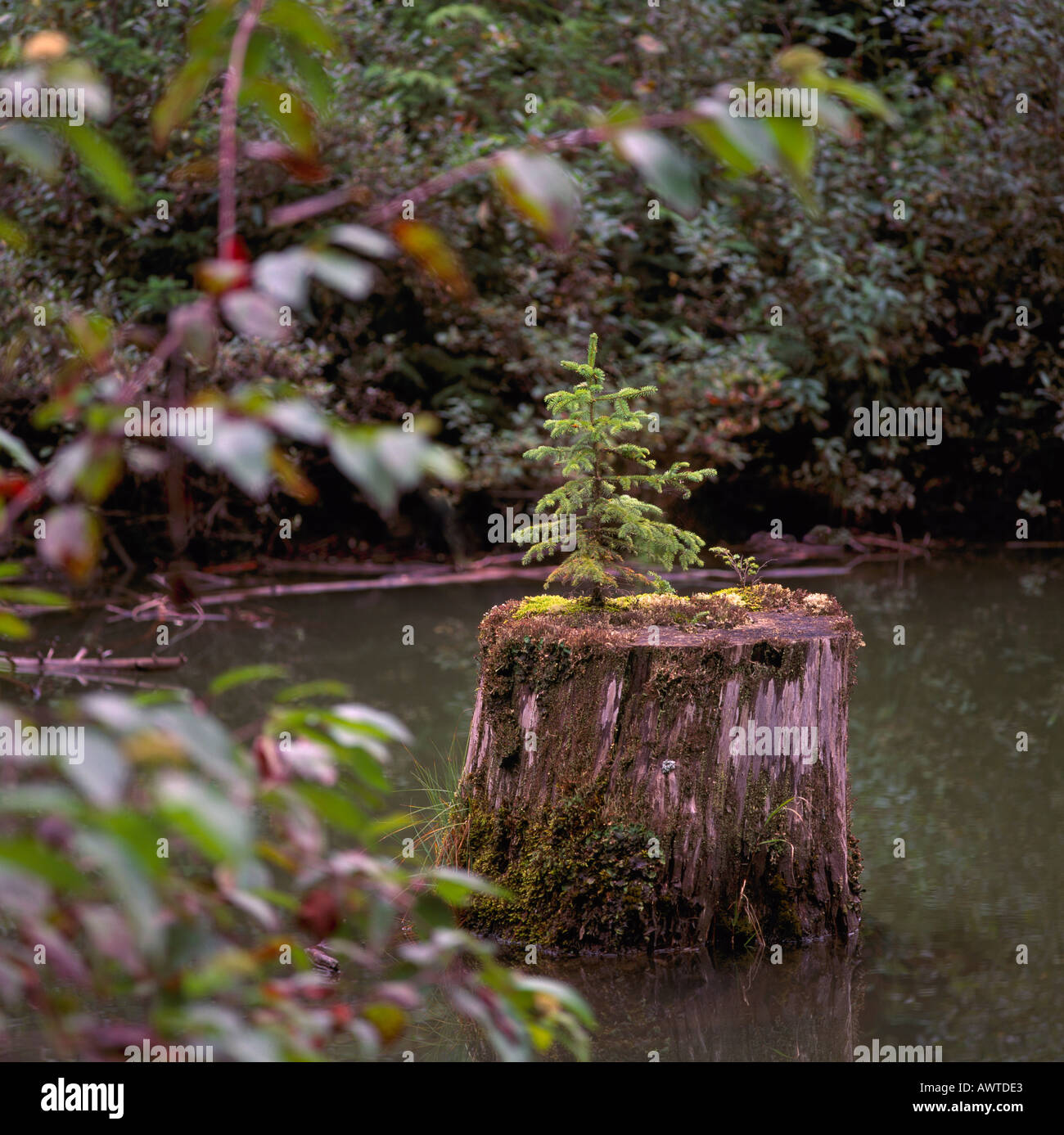 A Coniferous Nursing Tree growing out of a Tree Stump in a Pond in ...