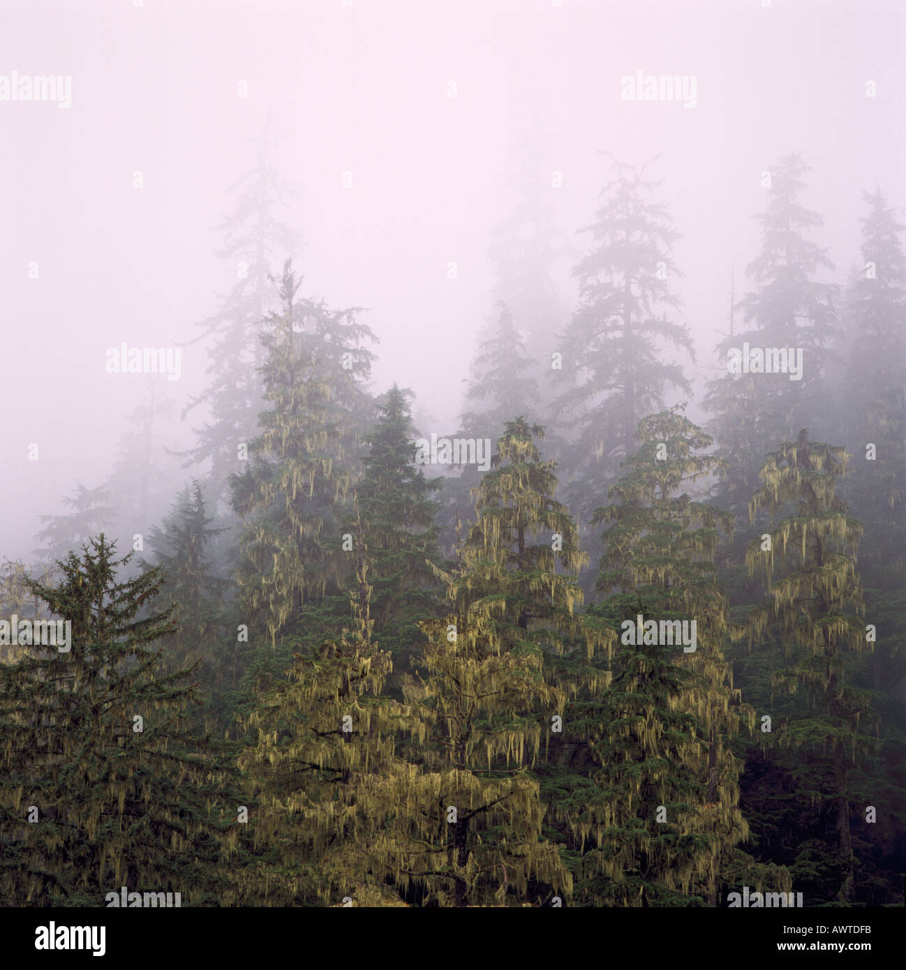 A Coniferous Forest in Fog with Lichen dripping from the Branches along ...