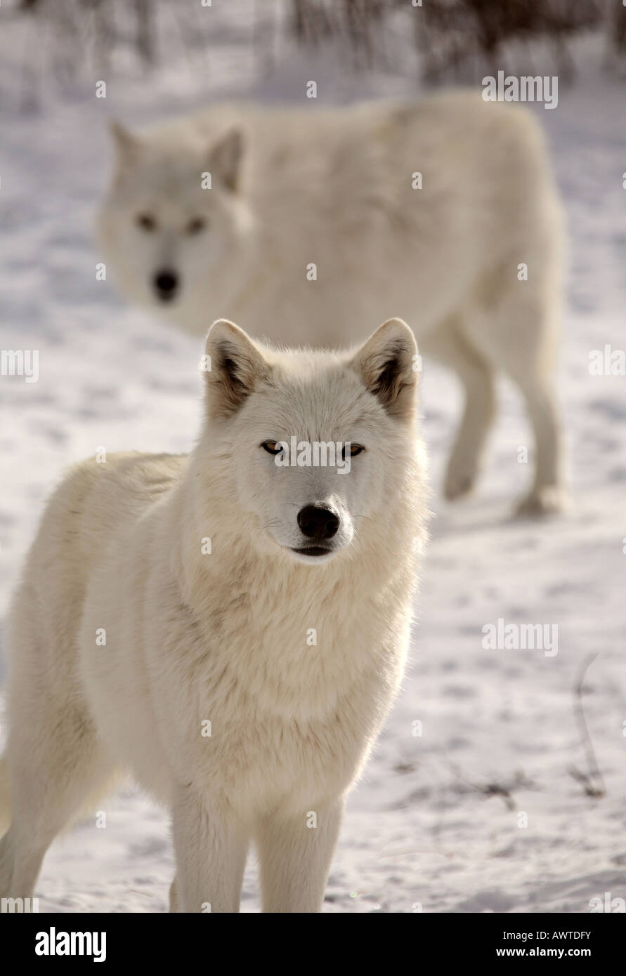 Arctic wolves hi-res stock photography and images - Alamy