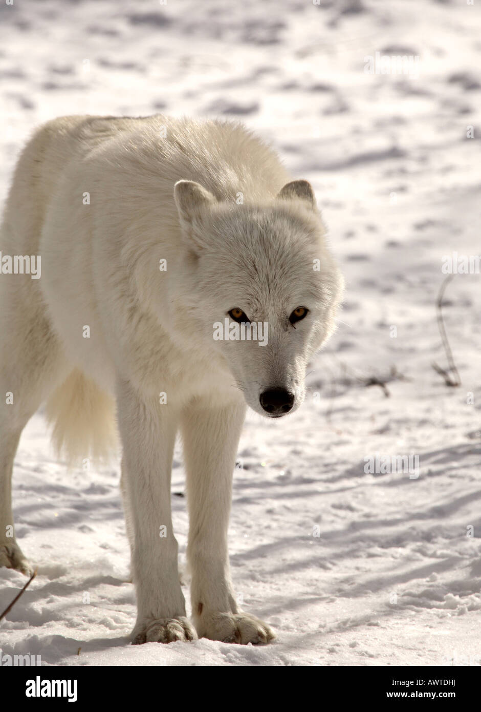Arctic Wolf in winter Stock Photo - Alamy