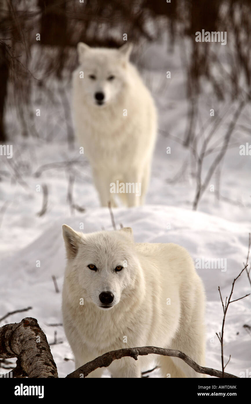 Arctic Wolves in winter Stock Photo - Alamy
