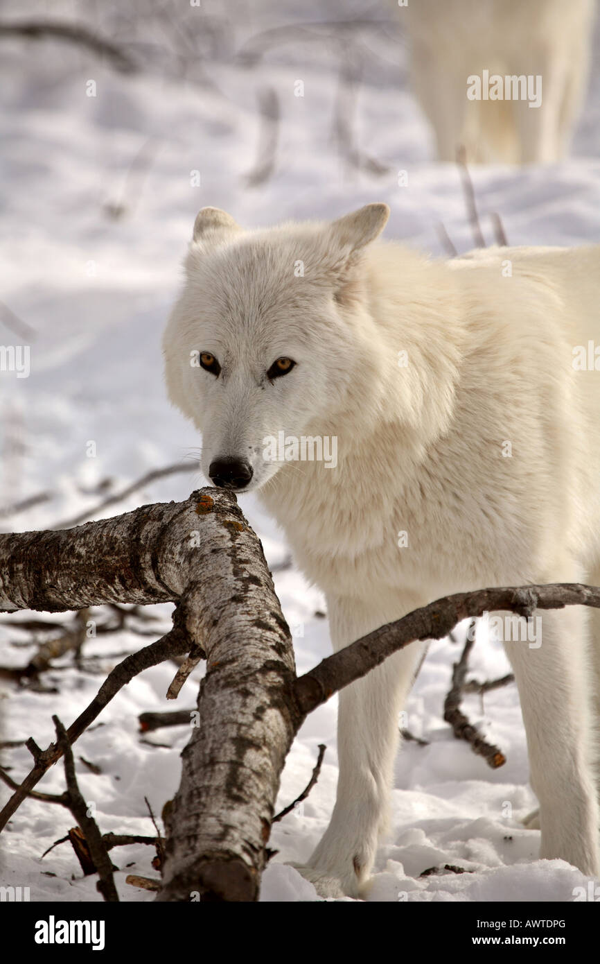 Arctic Wolf in winter Stock Photo - Alamy