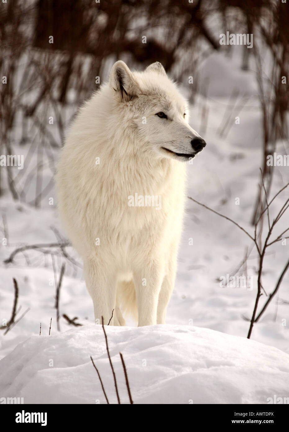 Arctic Wolf in winter Stock Photo - Alamy