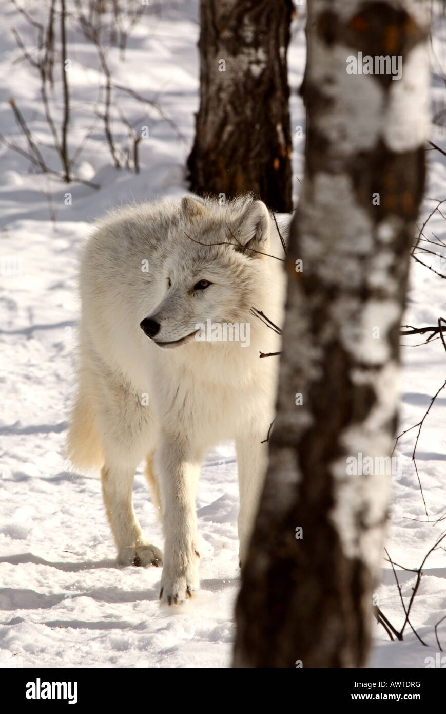 Arctic Wolf in winter Stock Photo - Alamy