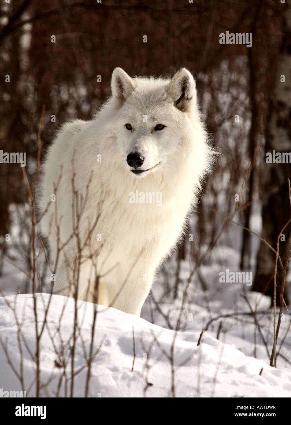Arctic Wolf in winter Stock Photo - Alamy